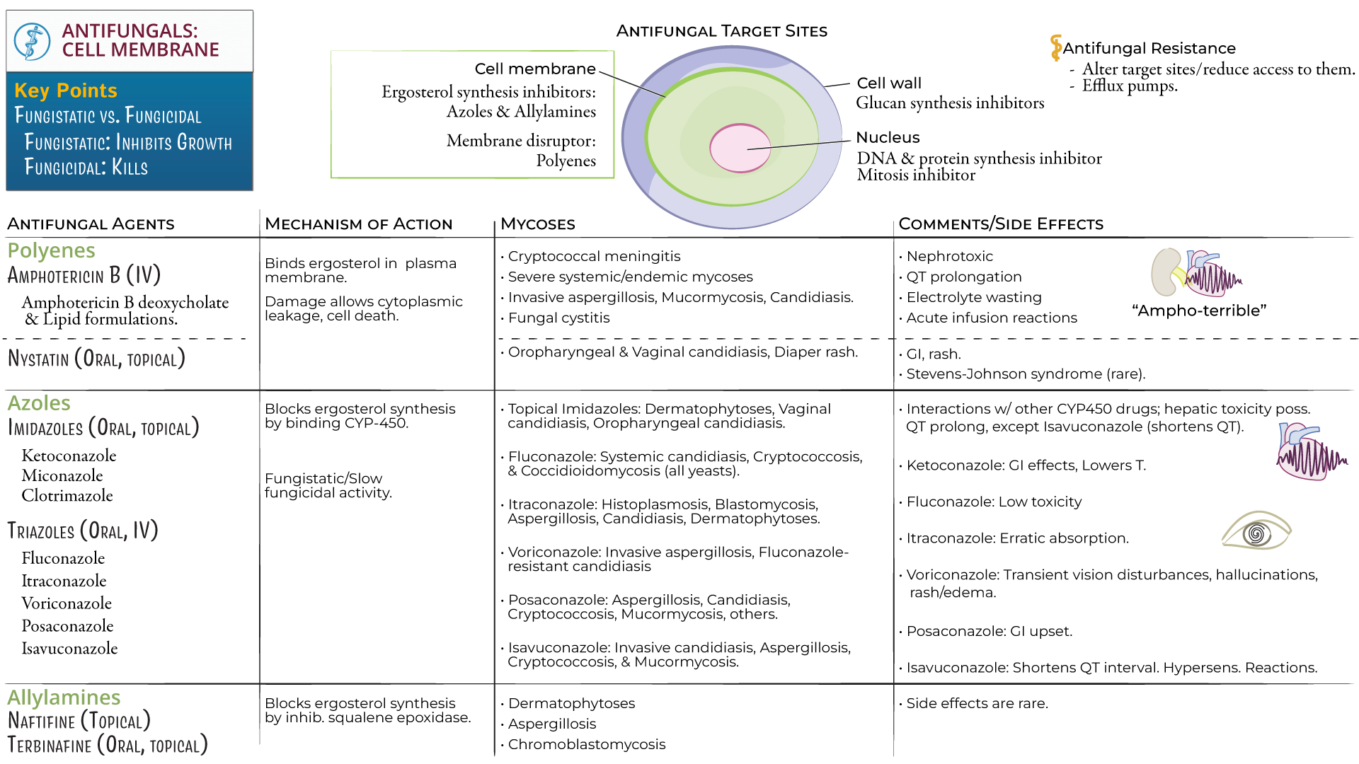 Immunology / Microbiology: Antifungals - Cell Membrane | ditki medical & biological sciences