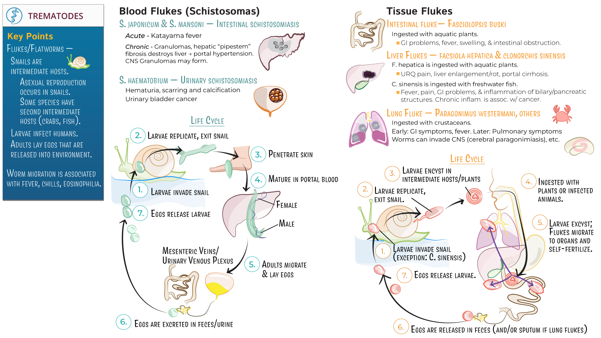 Immunology / Microbiology: Trematodes - Blood & Tissue Flukes | ditki ...