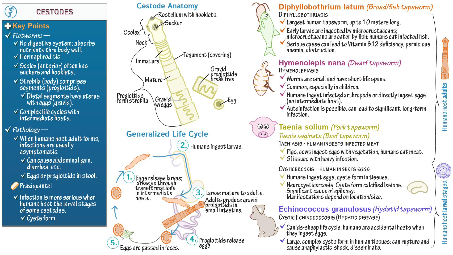 Immunology / Microbiology: Cestodes (Flatworms) | Draw It to Know It