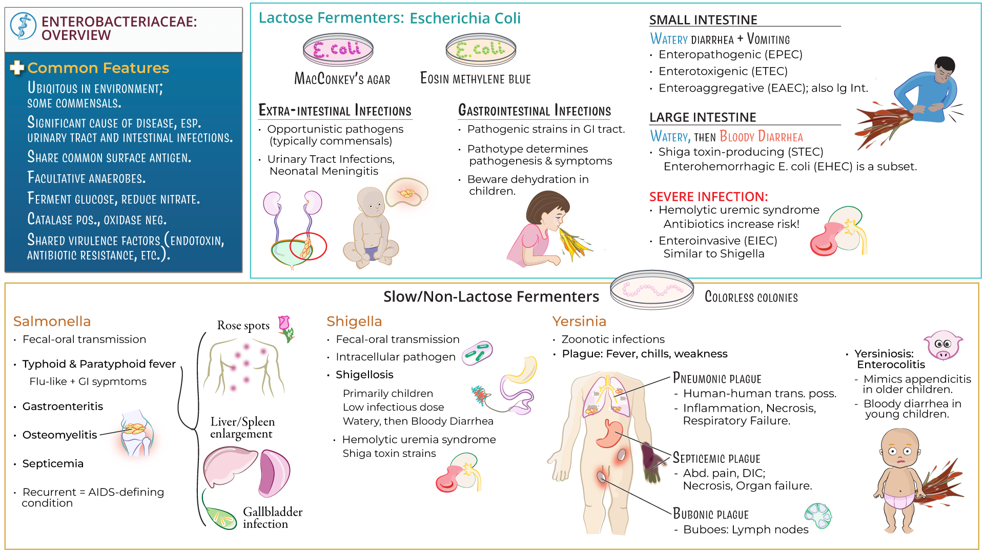 Salmonella And Ecoli Infection