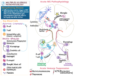 Clinical Pharmacology: Multiple Sclerosis, Part 1: Pathophysiology ...