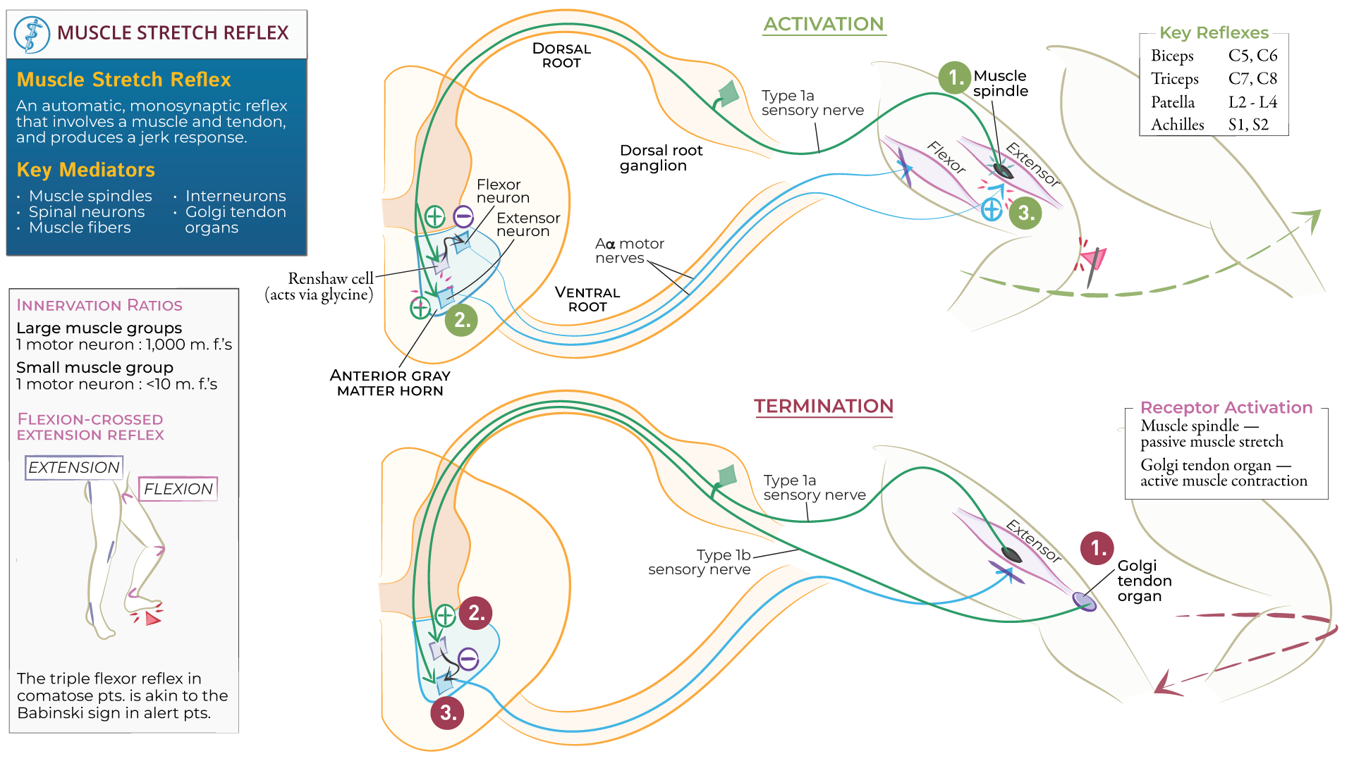 Neuroscience Fundamentals: Muscle Stretch Reflex | ditki medical ...