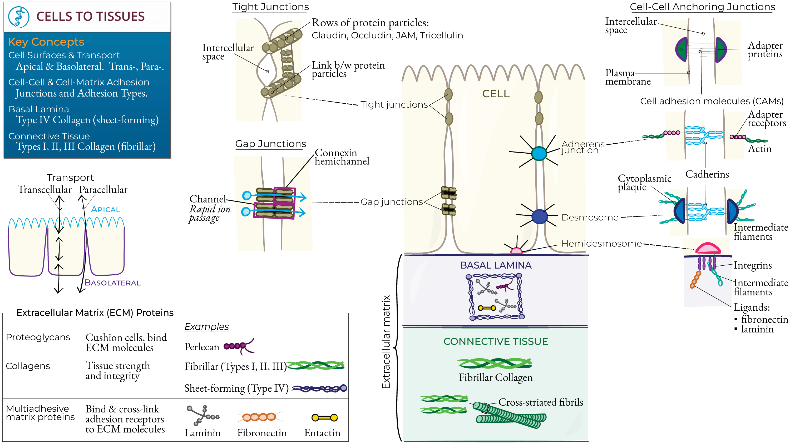Cell Biology: Cells to Tissues | ditki medical & biological sciences