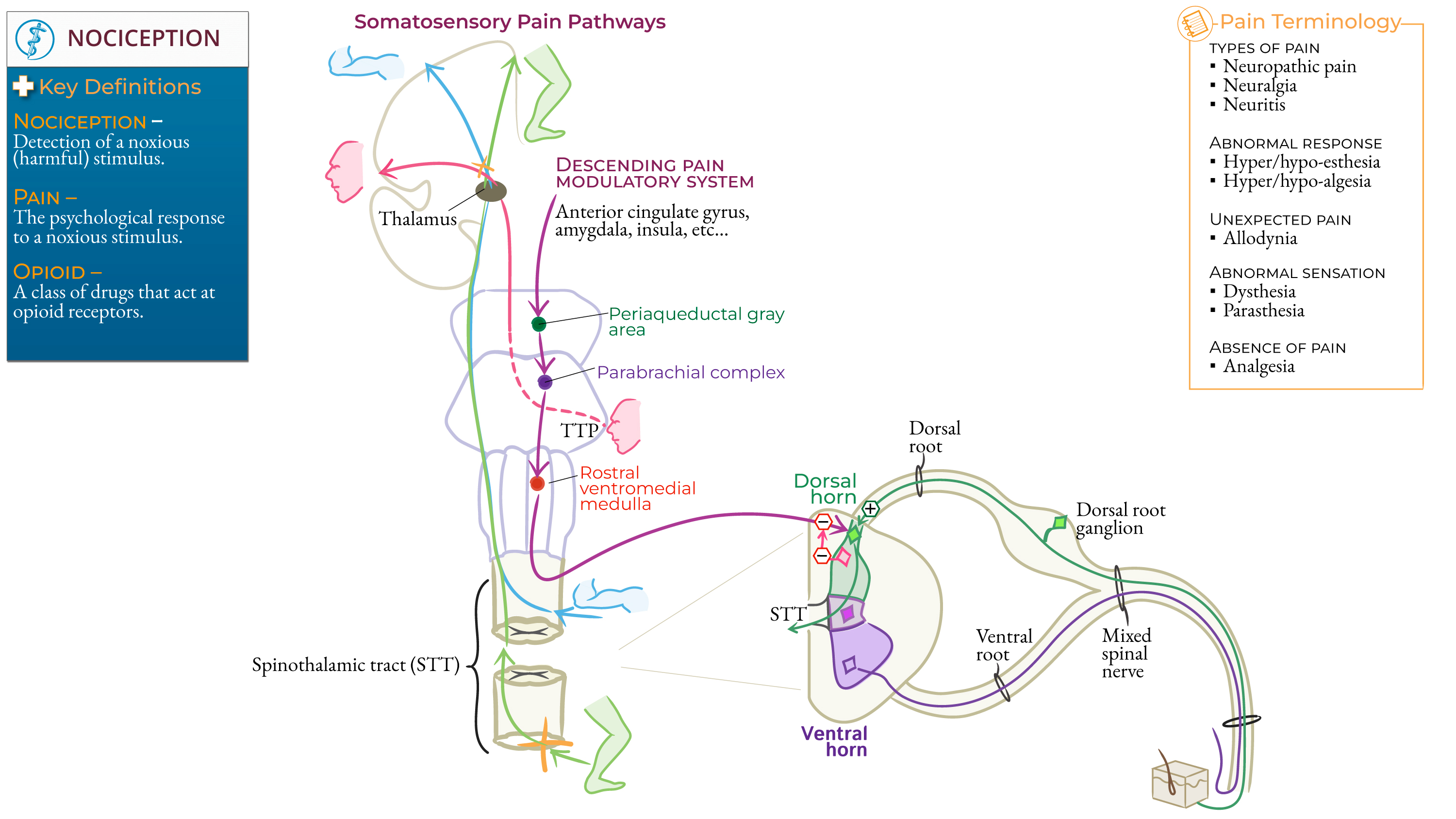 Neurological System: Nociception Pathways | ditki medical & biological ...