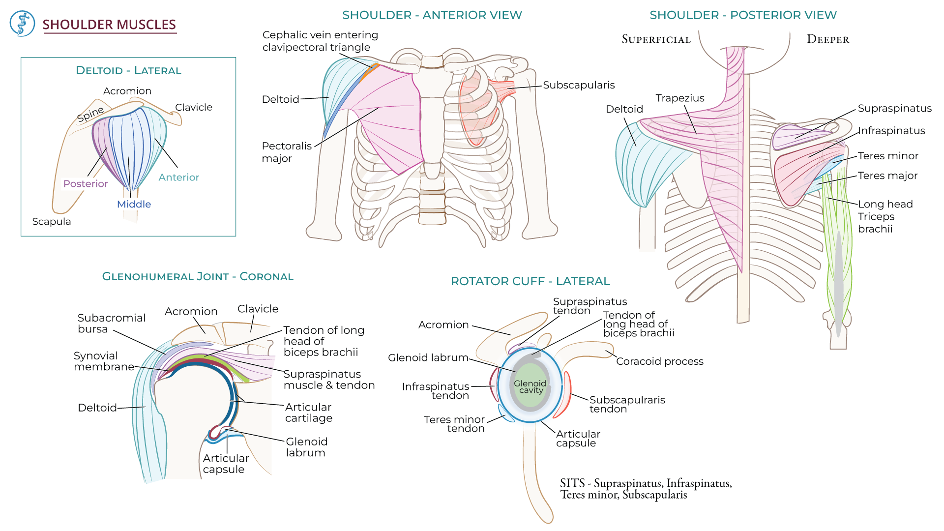 Gross Anatomy: Muscles of the Shoulder | ditki medical & biological ...