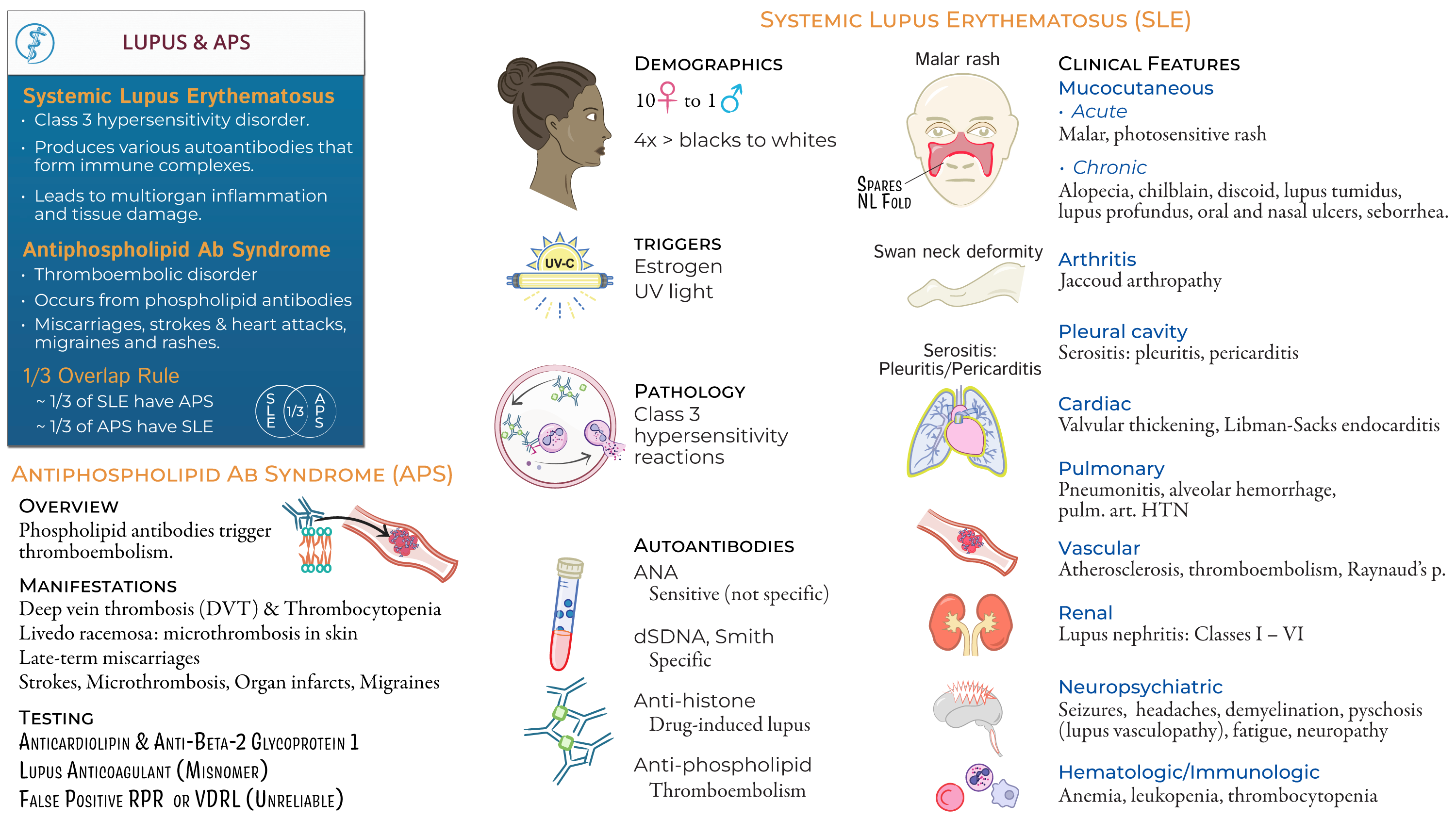 Clinical Pathology: Lupus (SLE) & Antiphospholipid (APS) | ditki ...