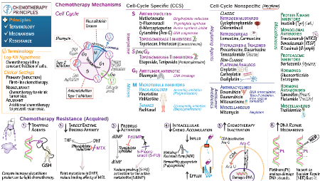Clinical Pharmacology: Chemotherapy Principles | ditki medical ...