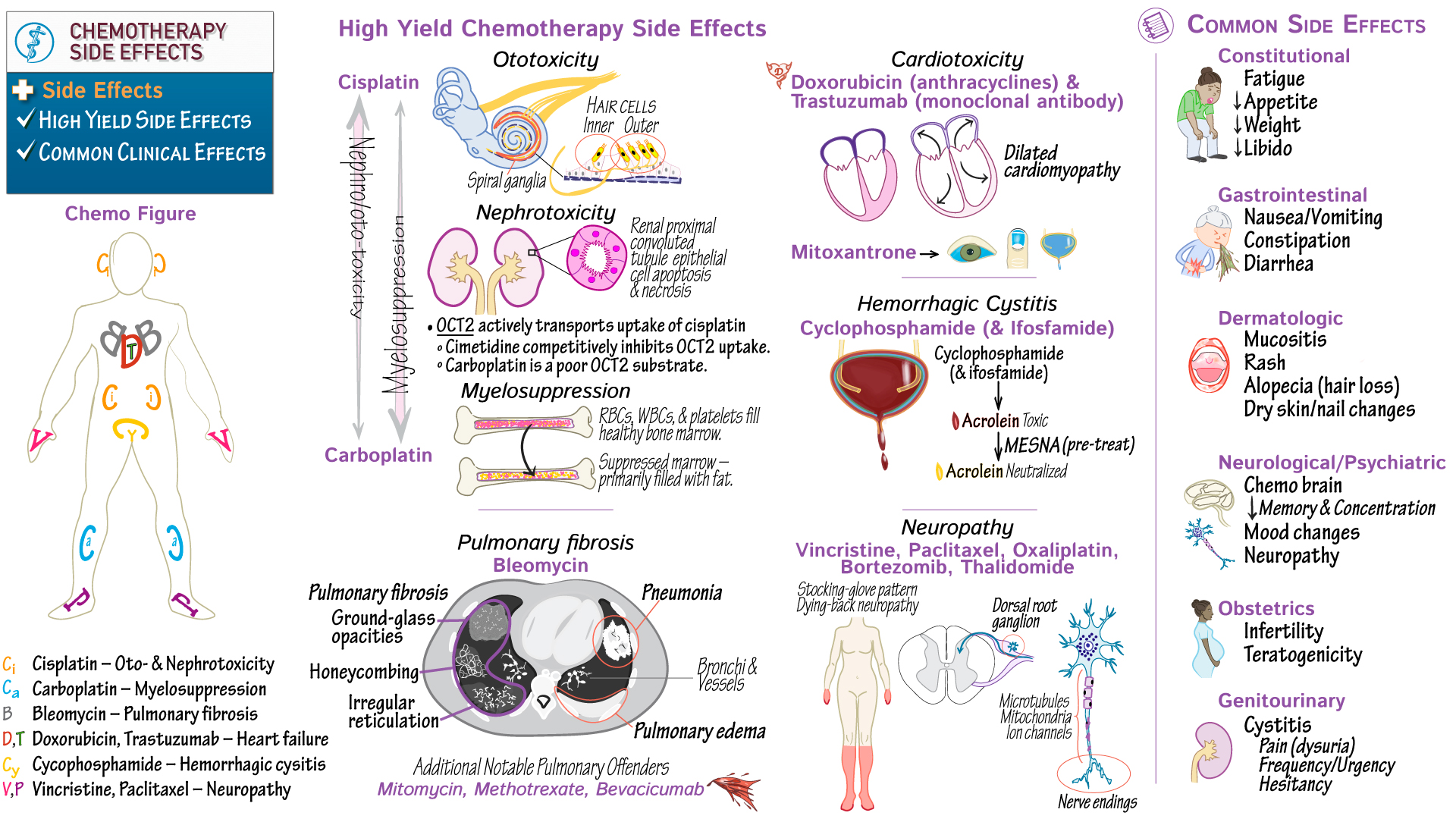 Pharmacology Chemotherapy Side Effects Ditki Medical Biological Pharmacology Chemotherapy Side Effects Ditki Medical Biological