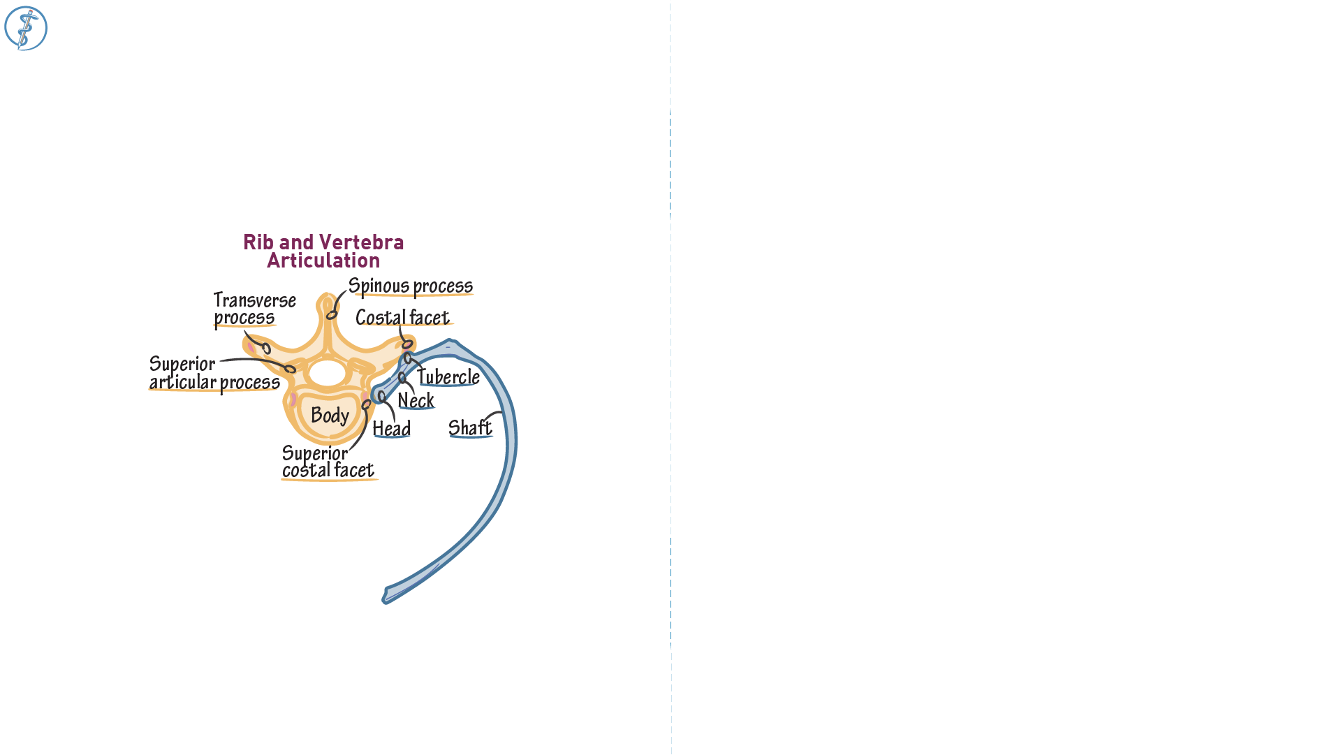 Gross Anatomy: Rib & Vertebra Anatomy | ditki medical & biological sciences