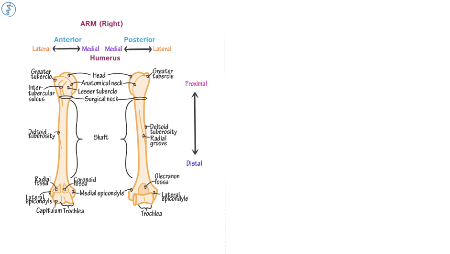 BMS Anatomy: Humerus | ditki medical & biological sciences