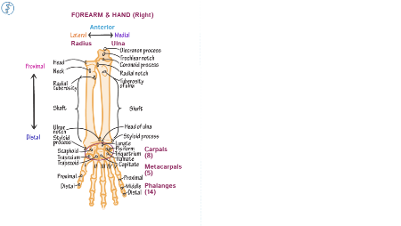 Gross Anatomy: Forearm & Hand Bones | ditki medical & biological sciences