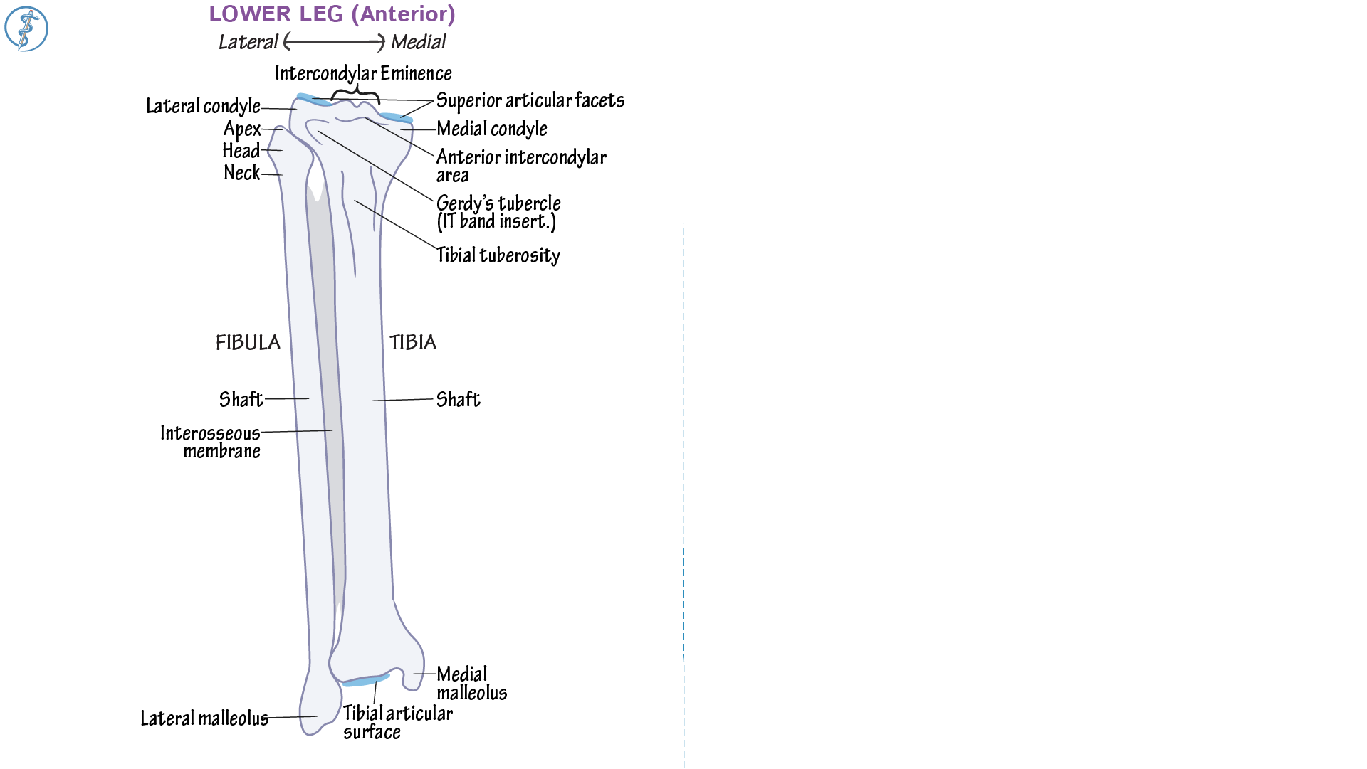 Medial Condyle Of Tibia