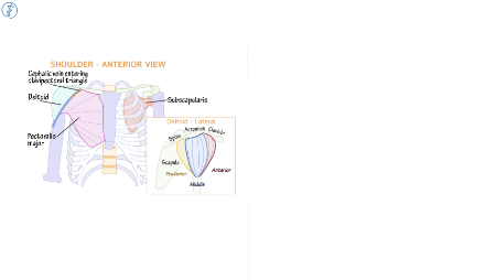 BMS Anatomy: Anterior View Shoulder Muscles | ditki medical ...