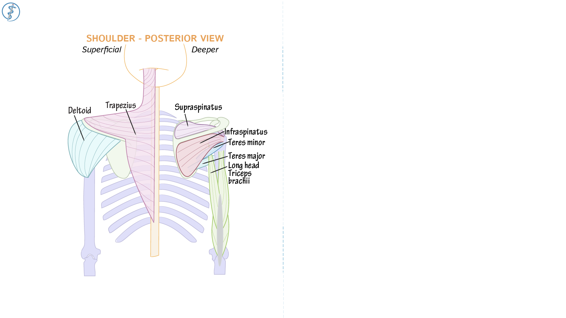 Gross Anatomy: Posterior Shoulder Muscles | ditki medical & biological ...