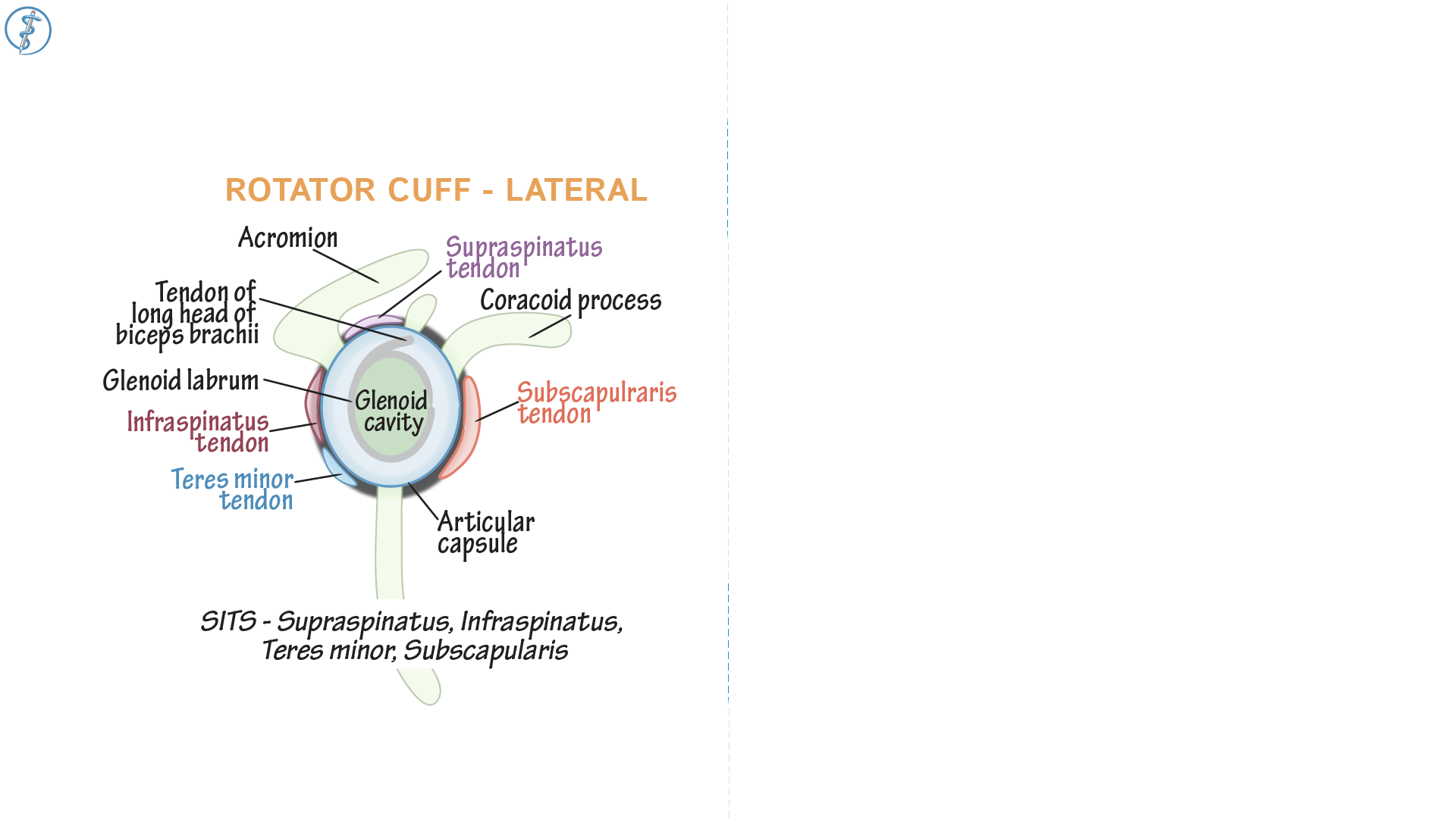 BMS Anatomy: Rotator Cuff | ditki medical & biological sciences