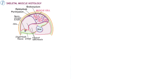 BMS Anatomy: Skeletal Muscle Histology - Intro | ditki medical ...