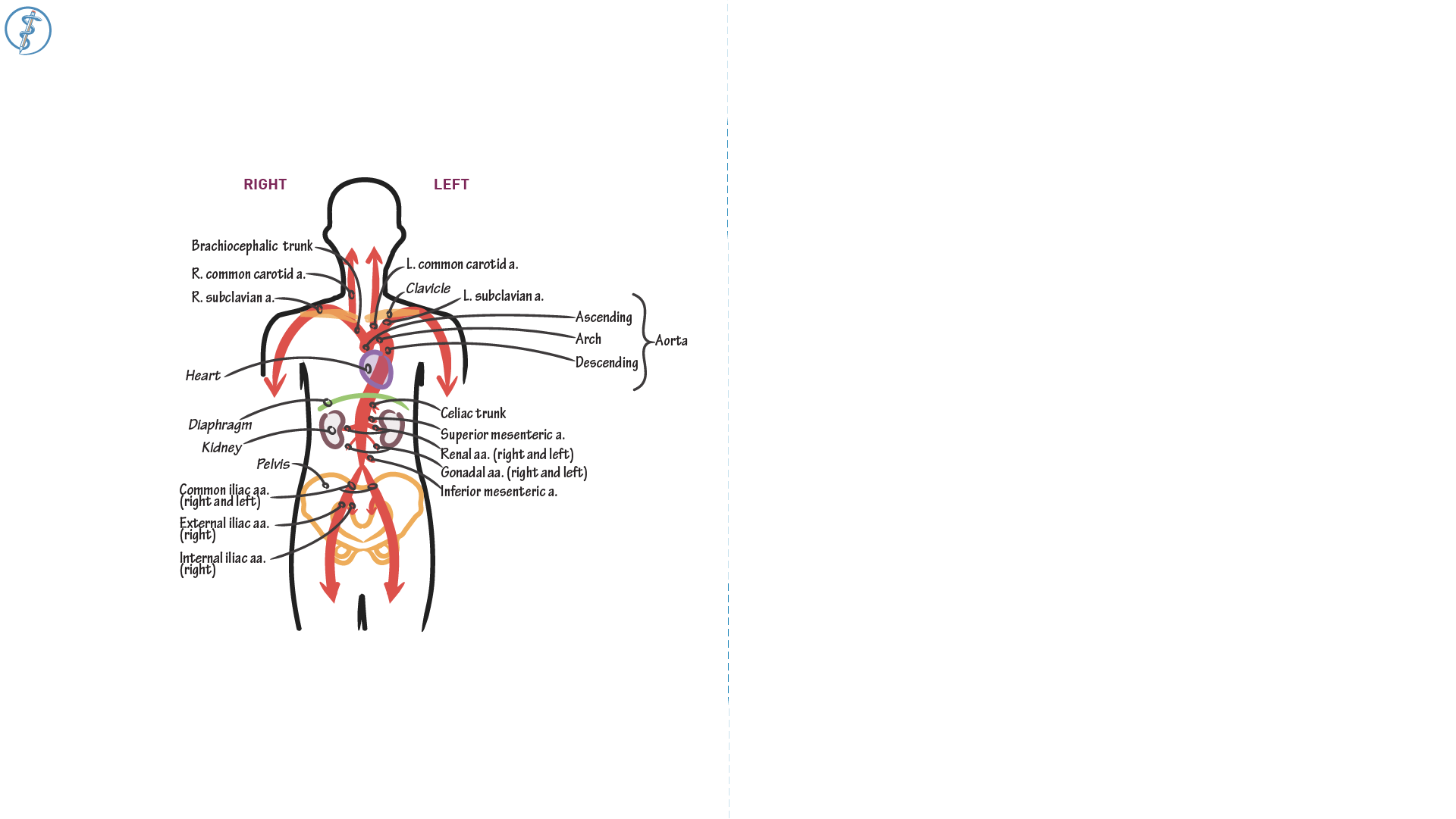 BMS Anatomy: Aortic Branches - Intro | ditki medical & biological sciences