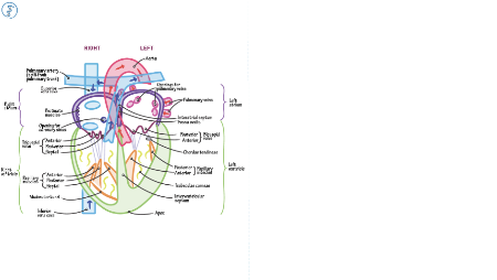 Cardiovascular System: Internal Features of the Heart - Diagram | ditki ...