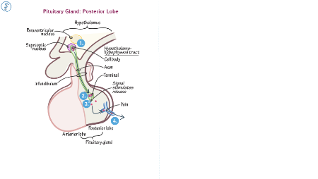 Anatomy & Physiology: Posterior Pituitary Lobe Anatomy | ditki medical ...