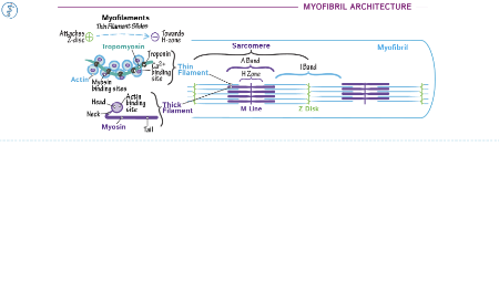 Advanced Anatomy & Physiology: Skeletal Muscle Myofibril Histology ...