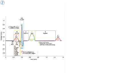 Anatomy & Physiology: ECG Graph | ditki medical & biological sciences