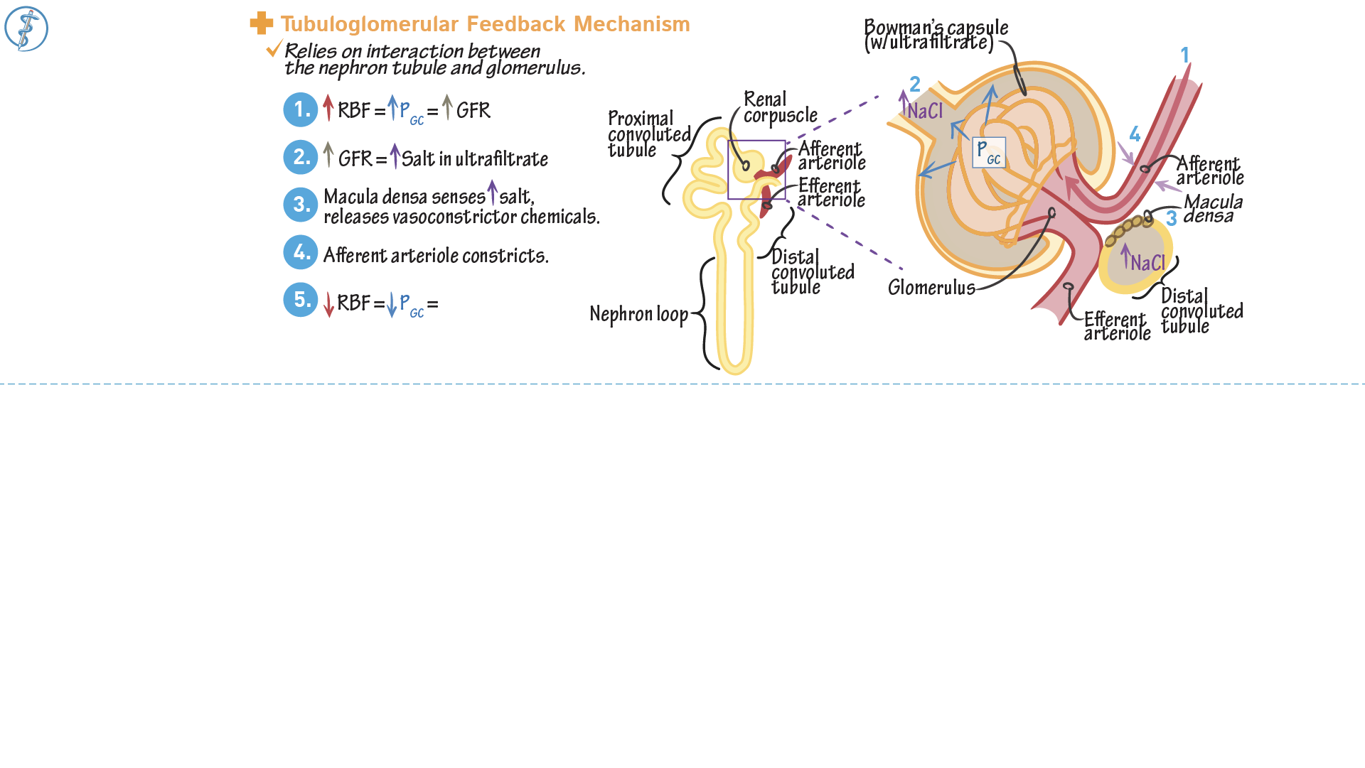 South College A P II Tubuloglomerular Feedback Ditki Medical South College A P II Tubuloglomerular Feedback Ditki Medical