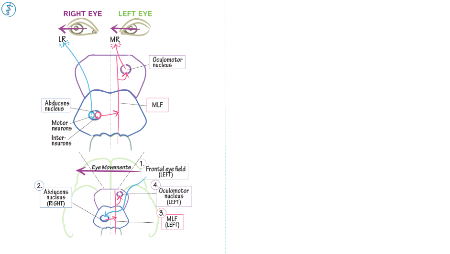 Neuroanatomy: Final Common Pathway | ditki medical & biological sciences