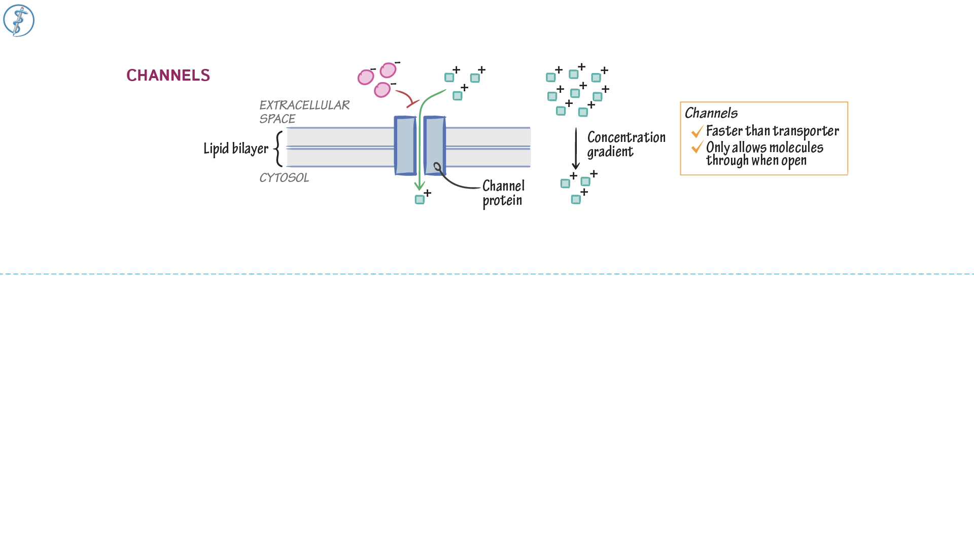 Anatomy & Physiology: Channels | ditki medical & biological sciences