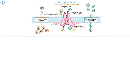 Advanced Anatomy & Physiology: ATP Pumps | ditki medical & biological ...