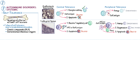 PAS 6028: Pathophysiology I: Self-Tolerance (Immune System) | ditki ...