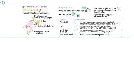 Immunology / Microbiology: Effector Cell Functions | ditki medical ...