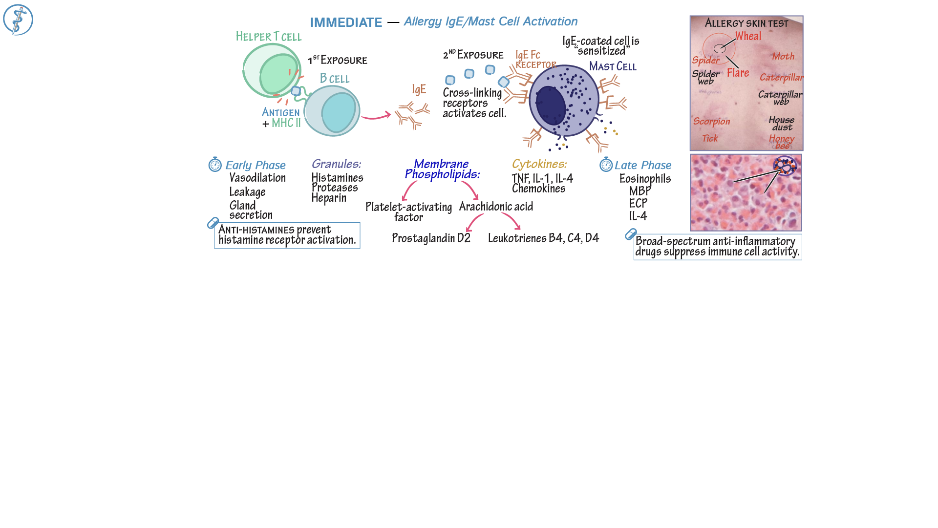 Immunology / Microbiology: Allergy IgE & Mast Cell Activation | ditki ...