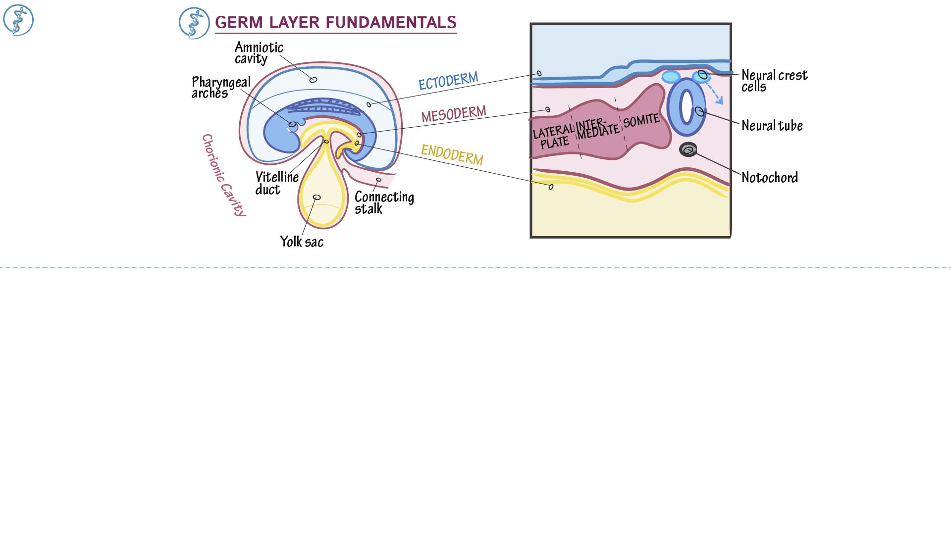 Embryology: The Germ Layers | ditki medical & biological sciences