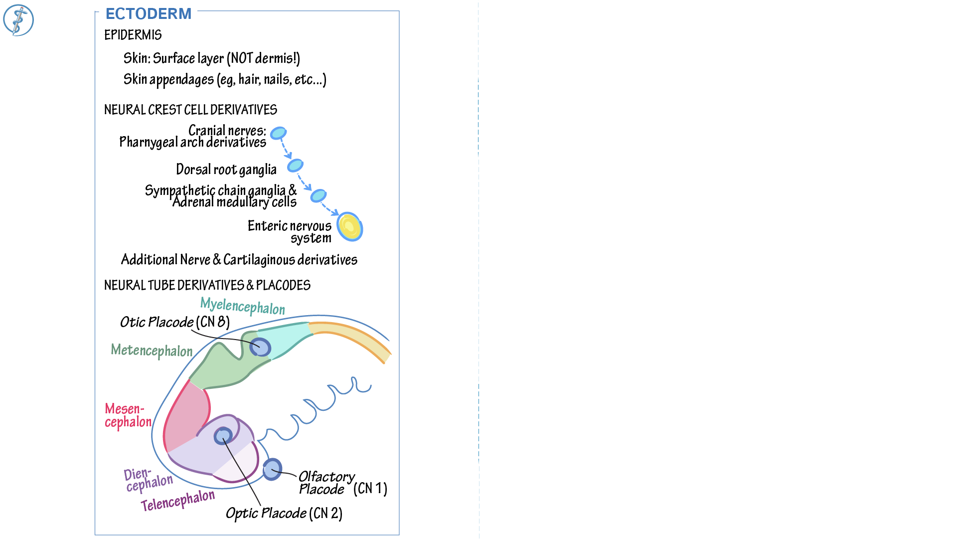 Embryology: Ectoderm Derivatives | ditki medical & biological sciences