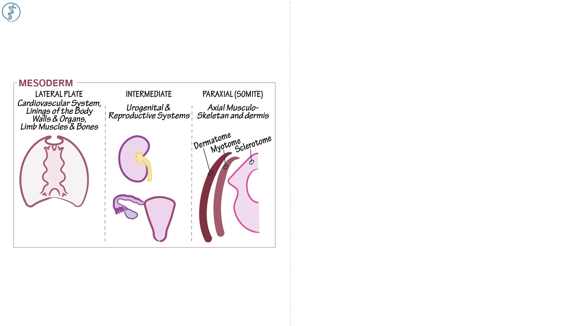 Embryology: Mesoderm Derivatives | ditki medical & biological sciences