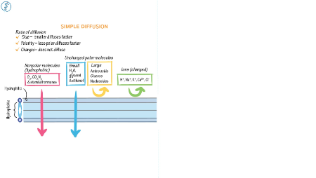 Cell Biology: Simple Diffusion | ditki medical & biological sciences