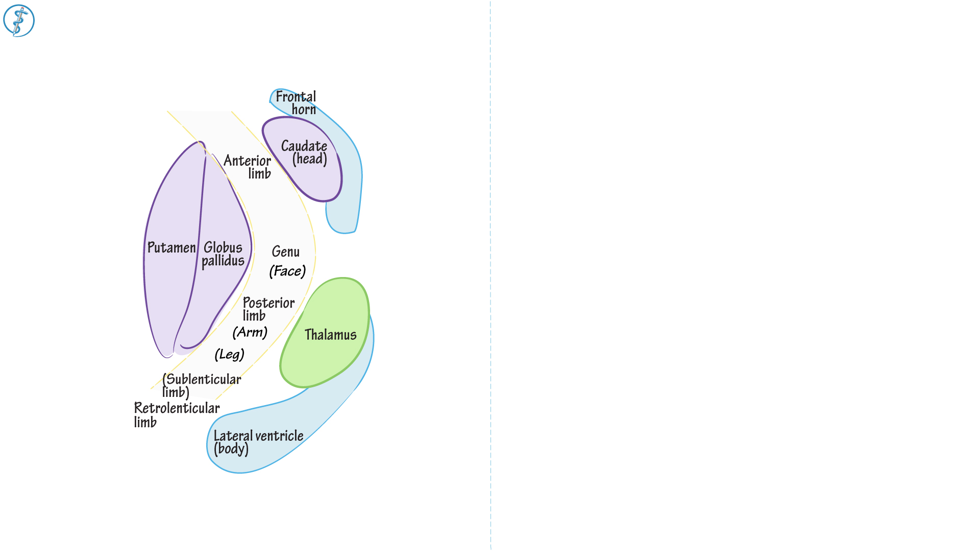 Neuroanatomy: Internal Capsule | ditki medical & biological sciences