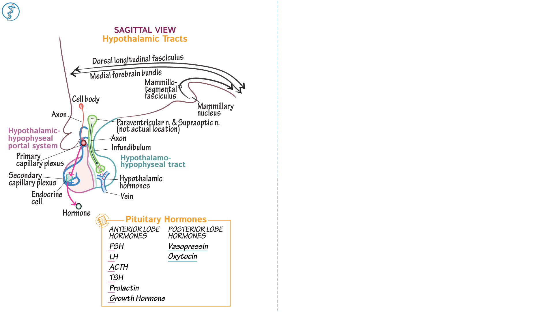 Physiology: The Hypothalamic-Pituitary Axis | ditki medical ...
