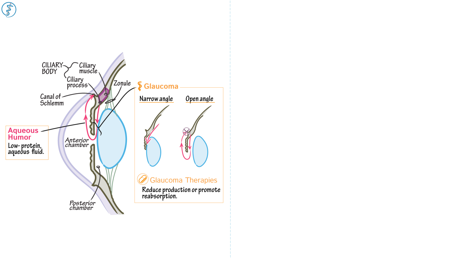 Neuroanatomy: Lens Accommodation & Aqueous Humor | ditki medical ...