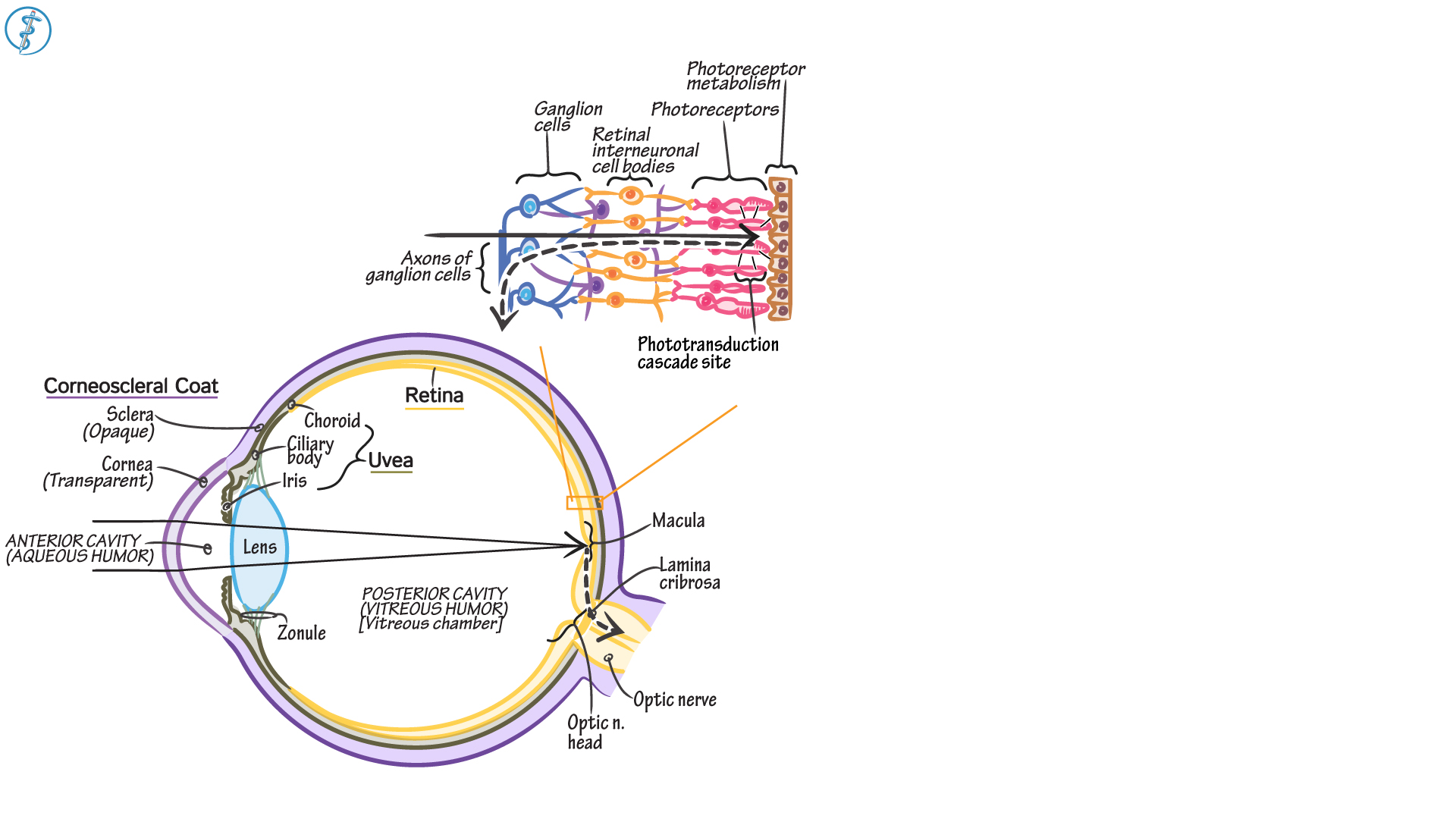 Anatomy Physiology Retina Histology Draw It To Know It