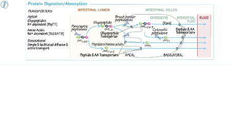 Biochemistry: Protein Digestion | ditki medical & biological sciences
