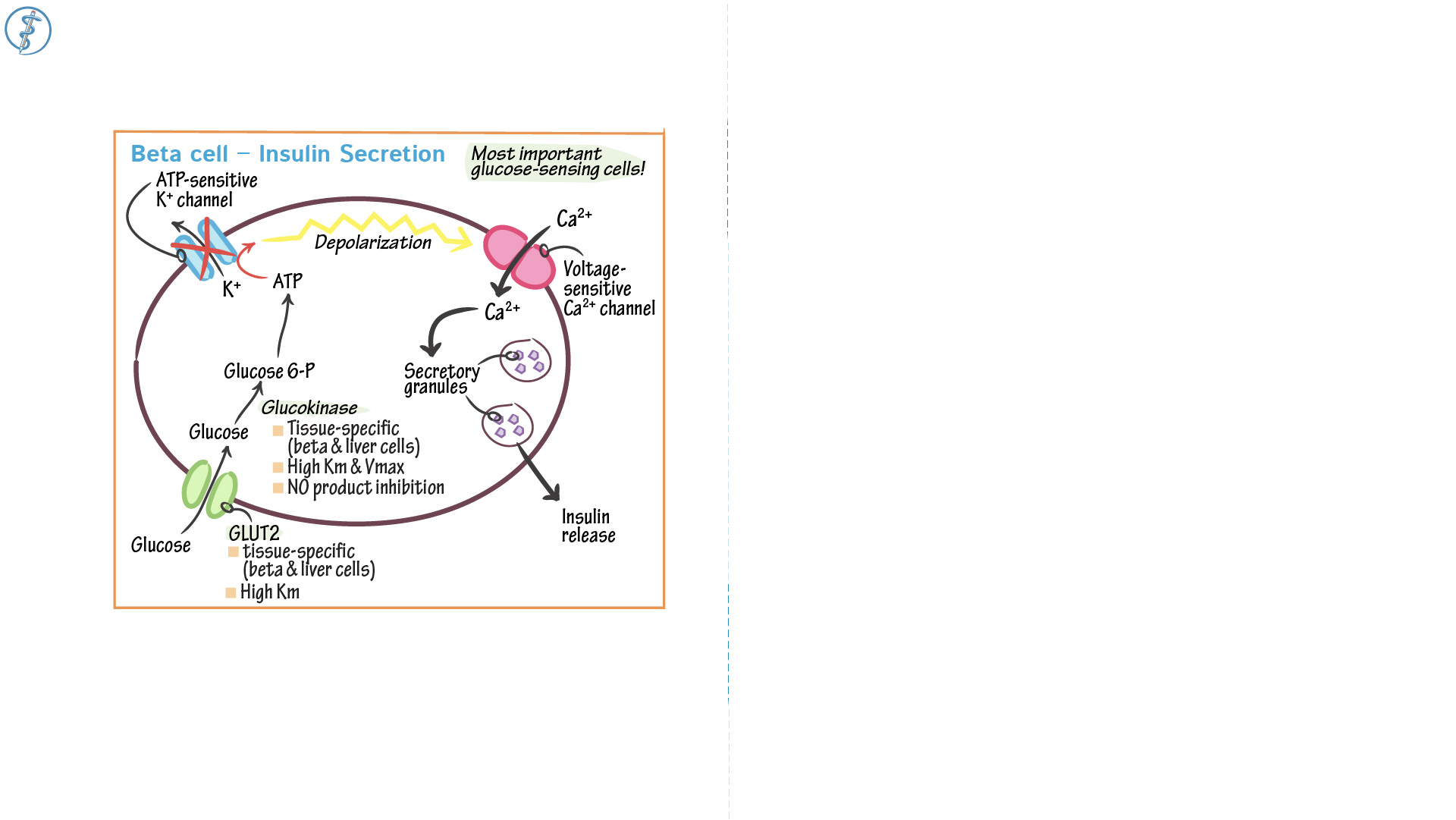 Biochemistry: Insulin Secretion | ditki medical & biological sciences