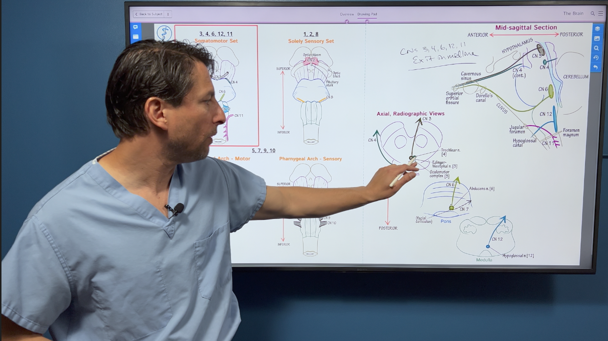 Neuroanatomy: Cranial Neuropathy Review | ditki medical & biological ...