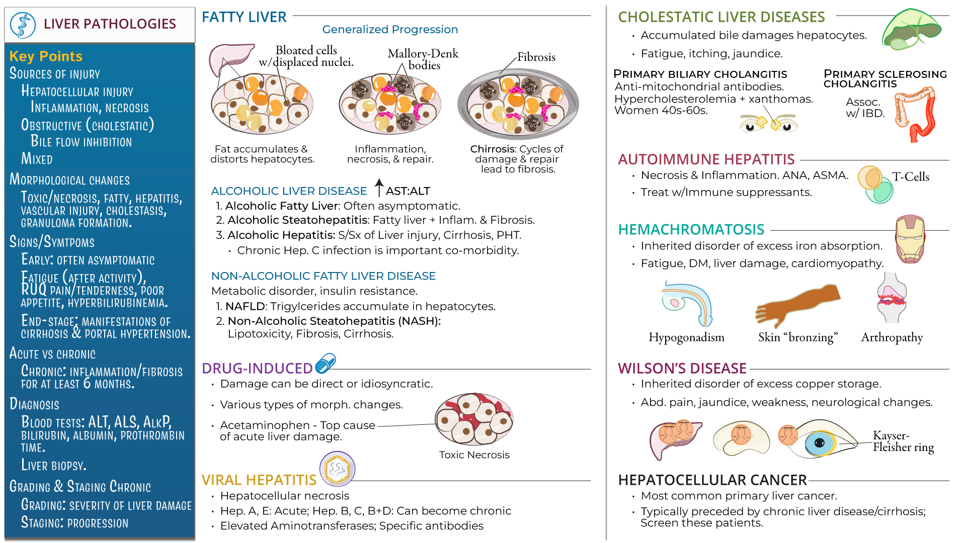Gastrointestinal System: Liver Disorders & Etiologies | ditki medical ...