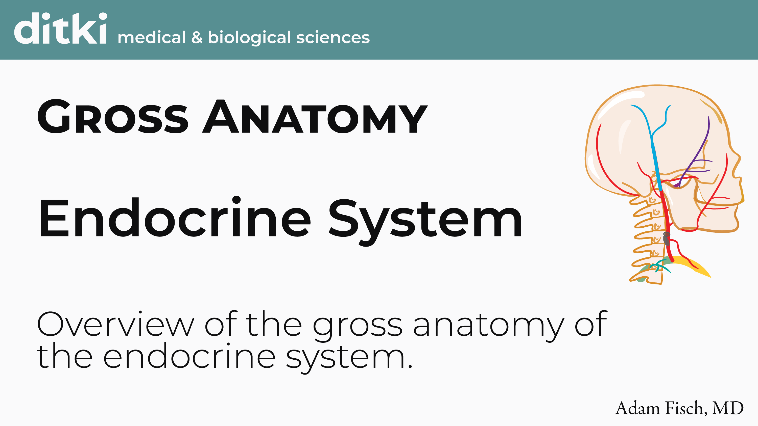 Gross Anatomy: Endocrine & Immune System | ditki medical & biological ...