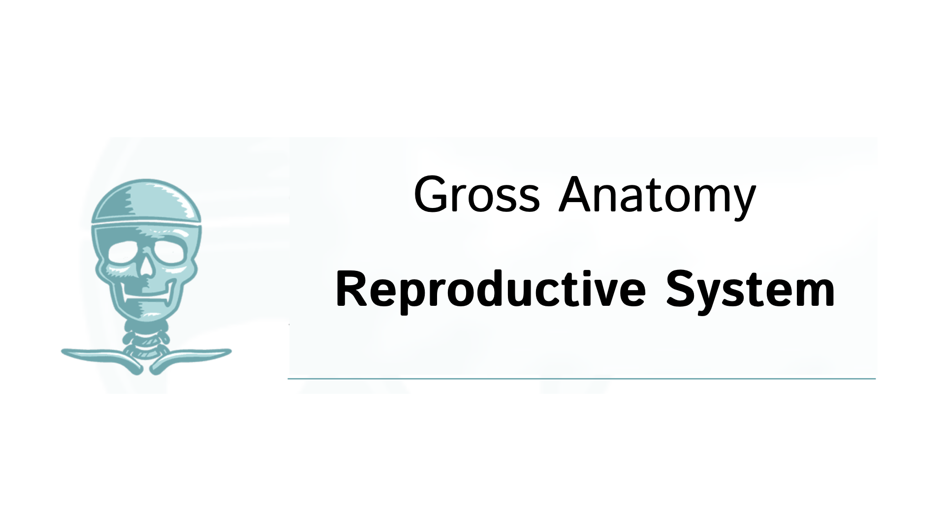 Gross Anatomy: Reproductive System - Slides | ditki medical ...