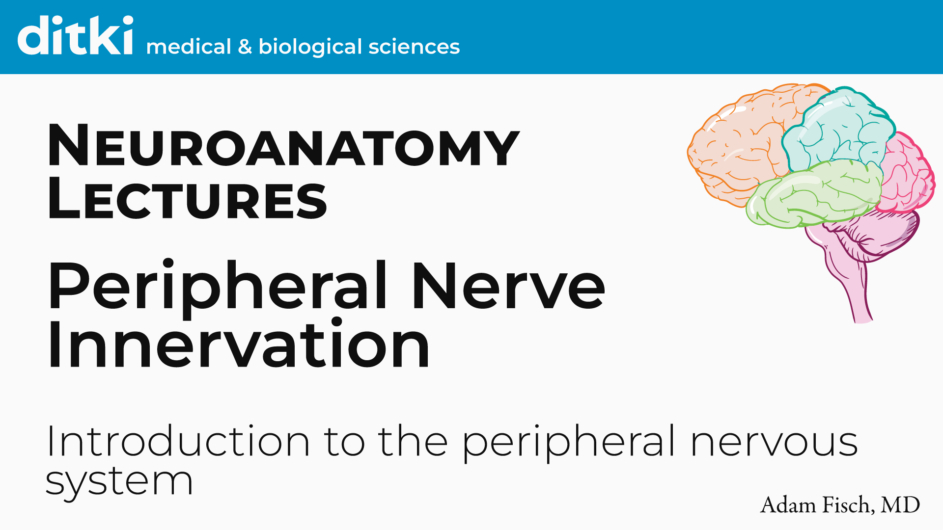 Neuroanatomy: Peripheral Nerve Innervation - Slides | ditki medical ...