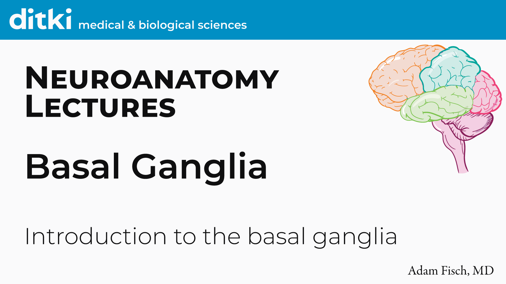 Neuroanatomy: Basal Ganglia | ditki medical & biological sciences