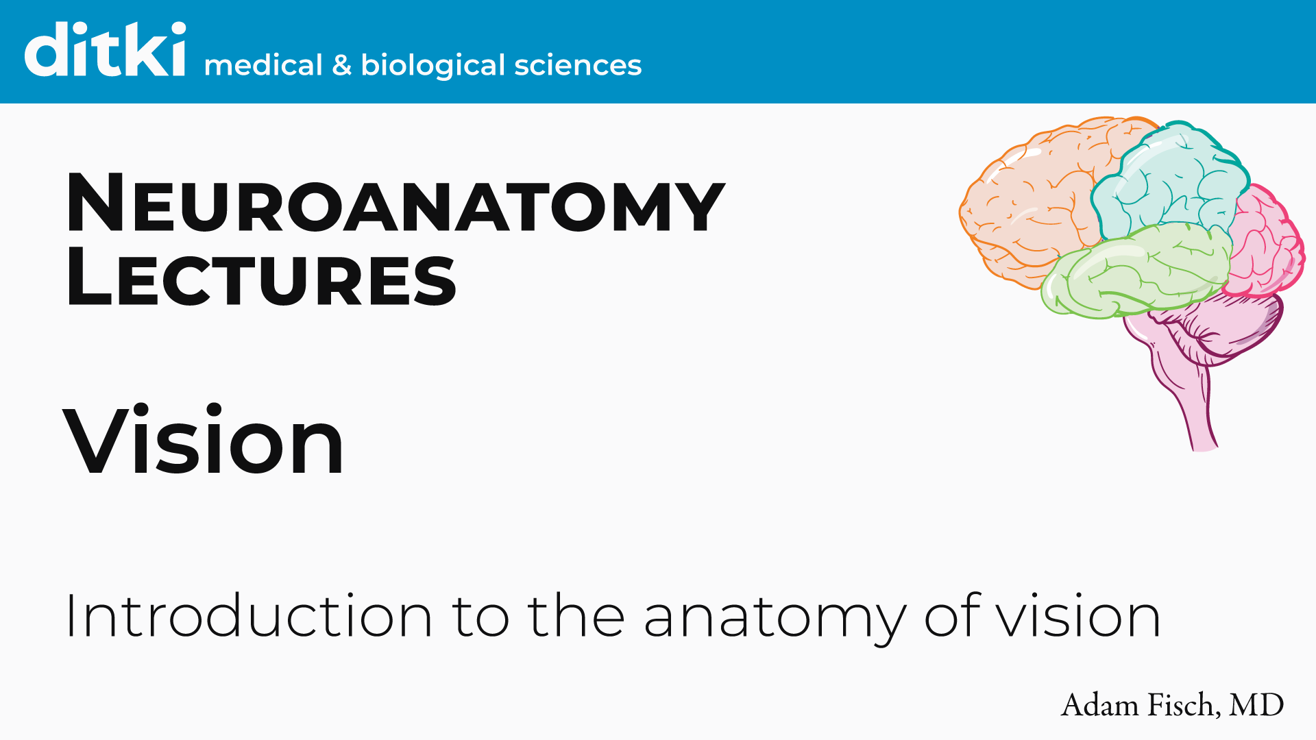 Neuroanatomy: Vision | ditki medical & biological sciences
