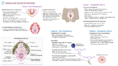 Clinical Pathology: Vulvar and Vaginal Pathologies | ditki medical & biological sciences